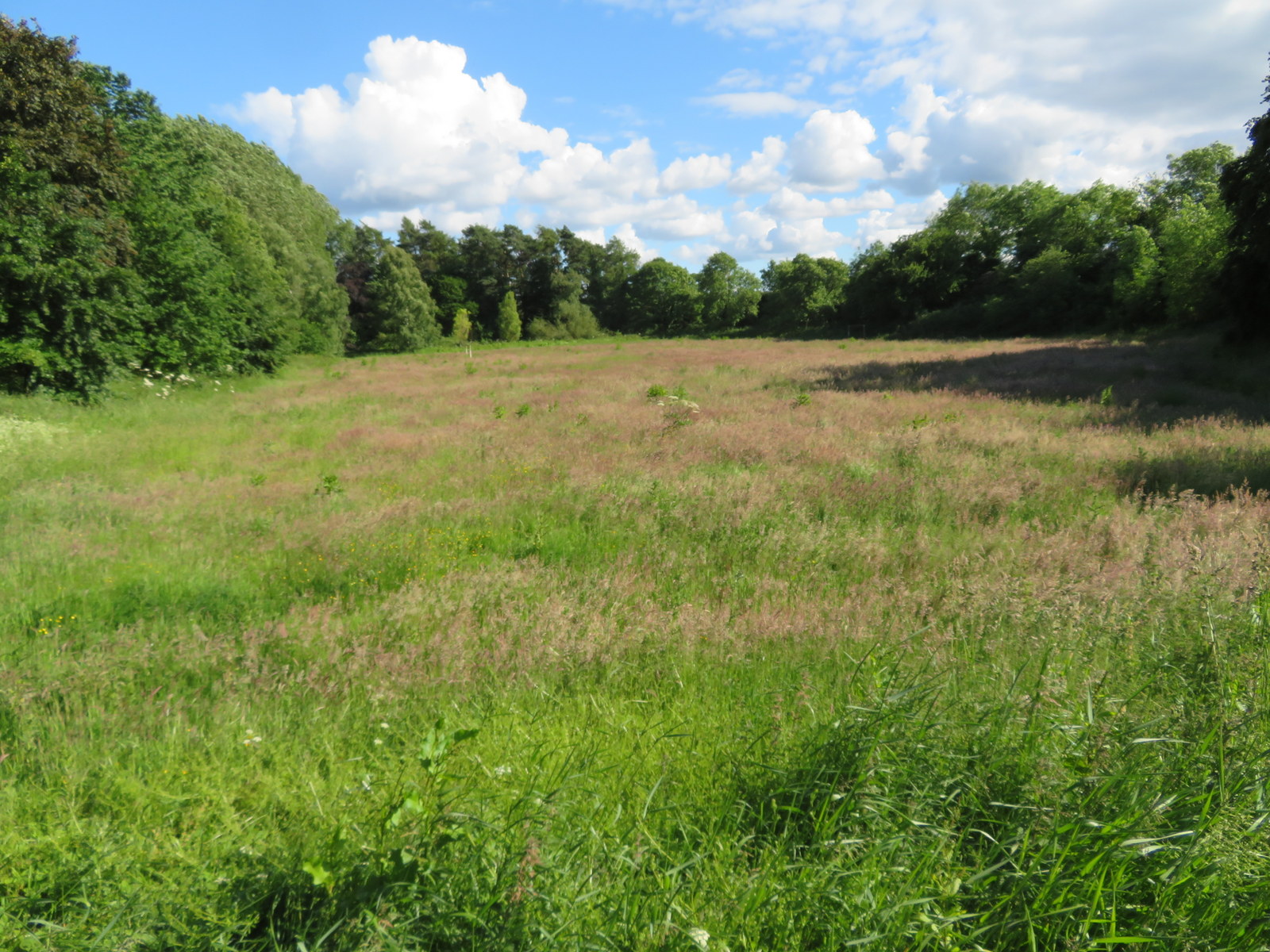 Floodplain meadow – Climate Action Stokesley and Villages